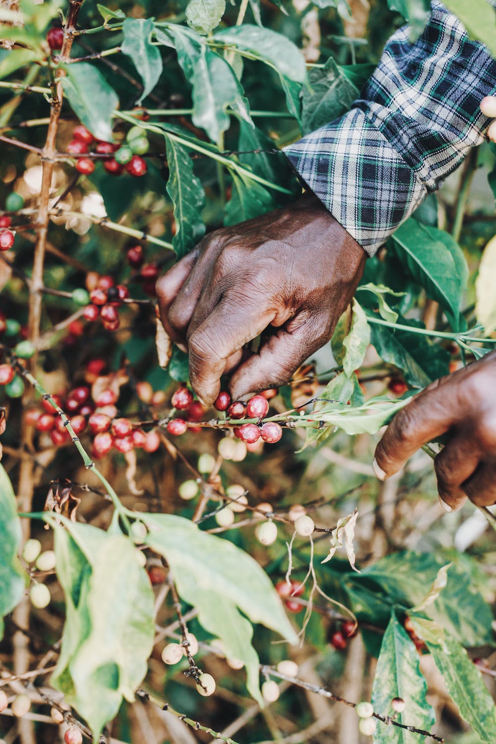 The Roots of Slavery in Coffee – Groundwork Organic Coffee Roasters